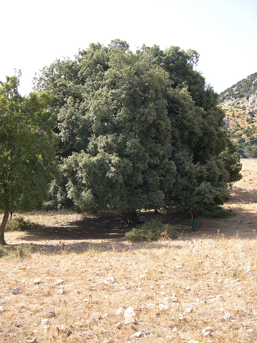 Leccio o Quercus Ilex - Coltivazione, Esposizione, Irrigazione e ...