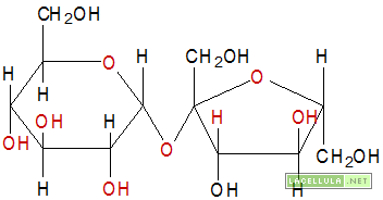 Elementi Conduttori – Xilema e Floema